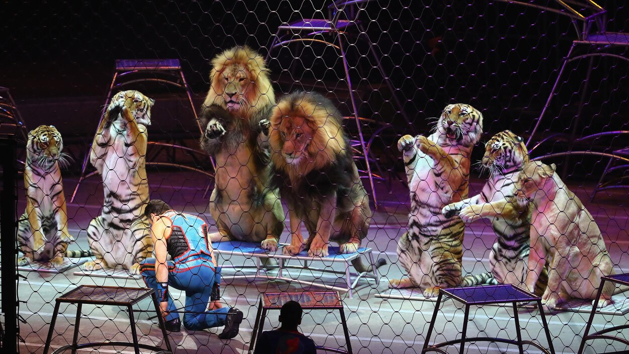 Le dernier spectacle du célèbre cirque américain Ringling Brothers and ...