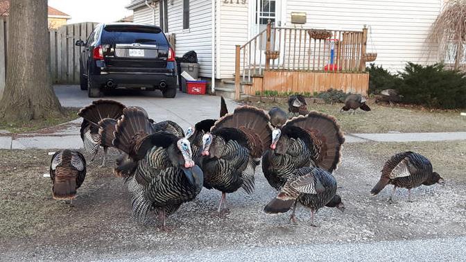 Dindons sauvages : « Ne les nourrissez pas si vous ne voulez pas les ...
