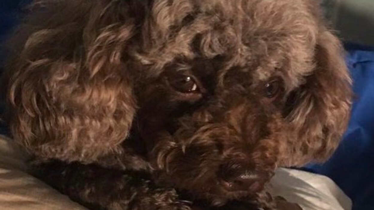 Le caniche Ding Ding retrouvé sain et sauf | Radio-Canada