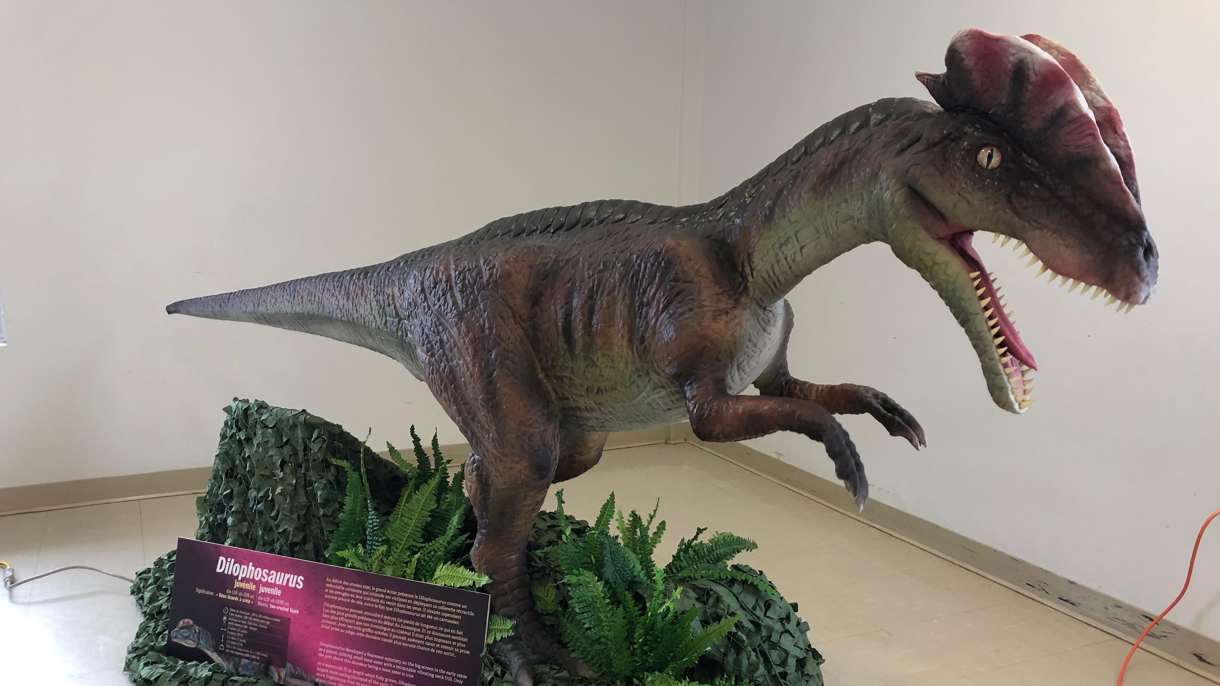 Le Musée du Fjord bat des records grâce aux dinosaures | OHdio | Radio ...