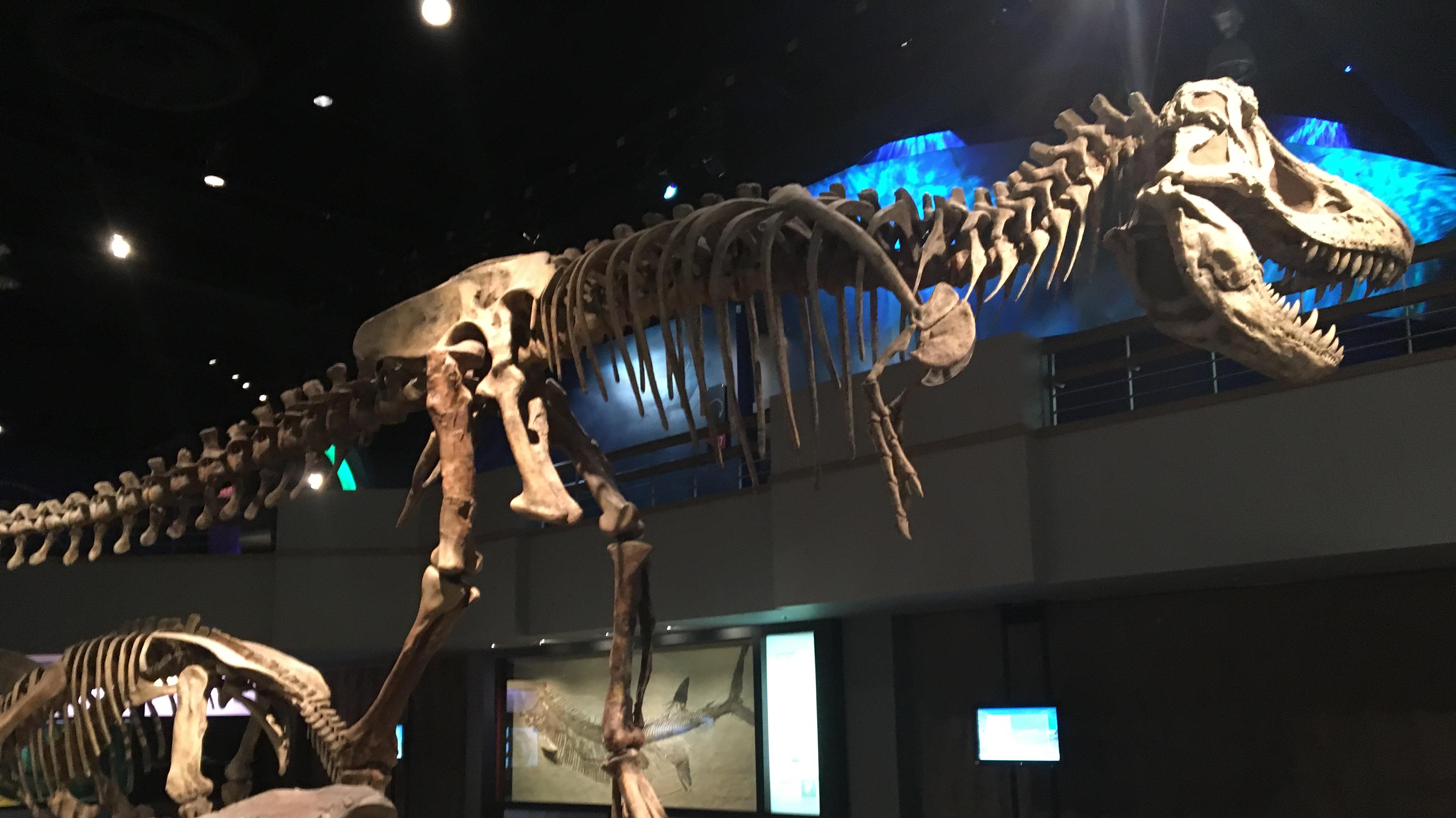 Huxley le tyrannosaure du Musée royal Tyrrell au cinéma | OHdio | Radio ...