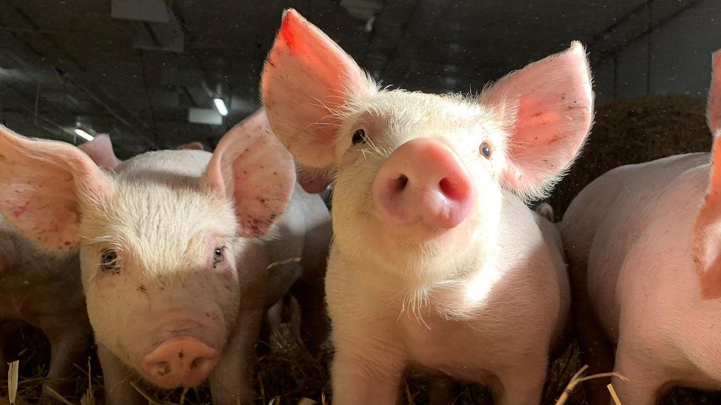 L'entreprise duBreton fait le point sur sa gamme sans antibiotique ...
