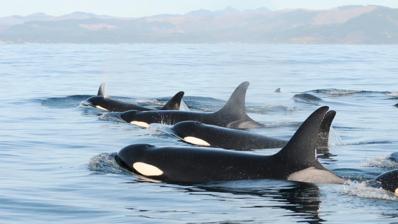 La Nouvelle-Écosse choisie pour établir un sanctuaire de mammifères ...