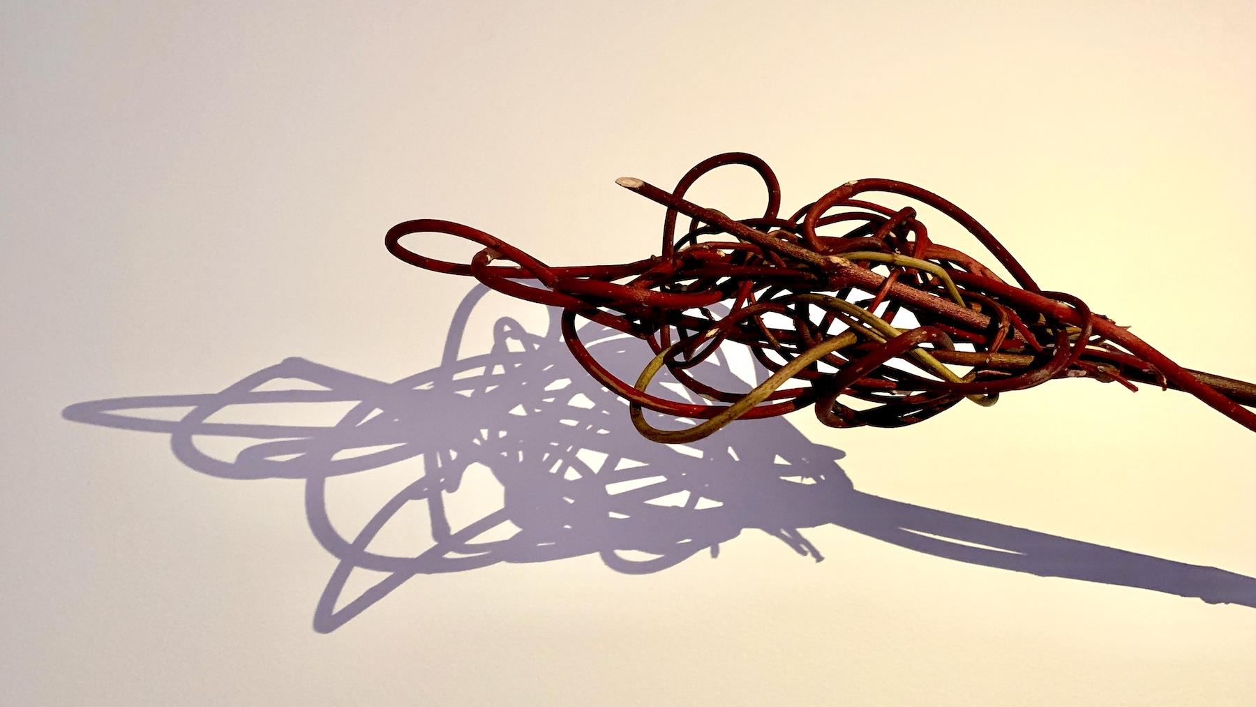 Le FAVA débute sa 27e édition jeudi soir | OHdio | Radio-Canada