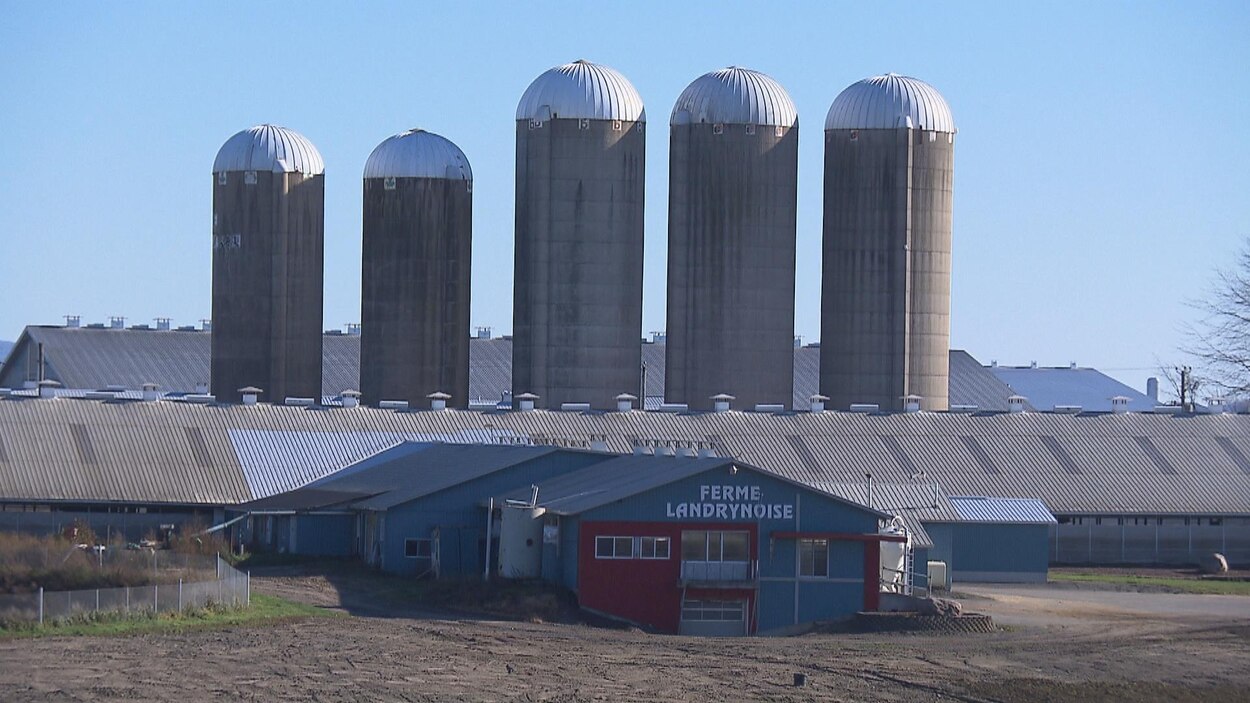 La plus grande ferme laitière du Québec veut deux fois plus de vaches ...