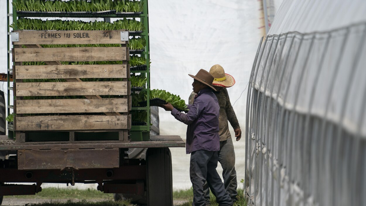 UN envoy links temporary foreign worker program to ’contemporary forms ...