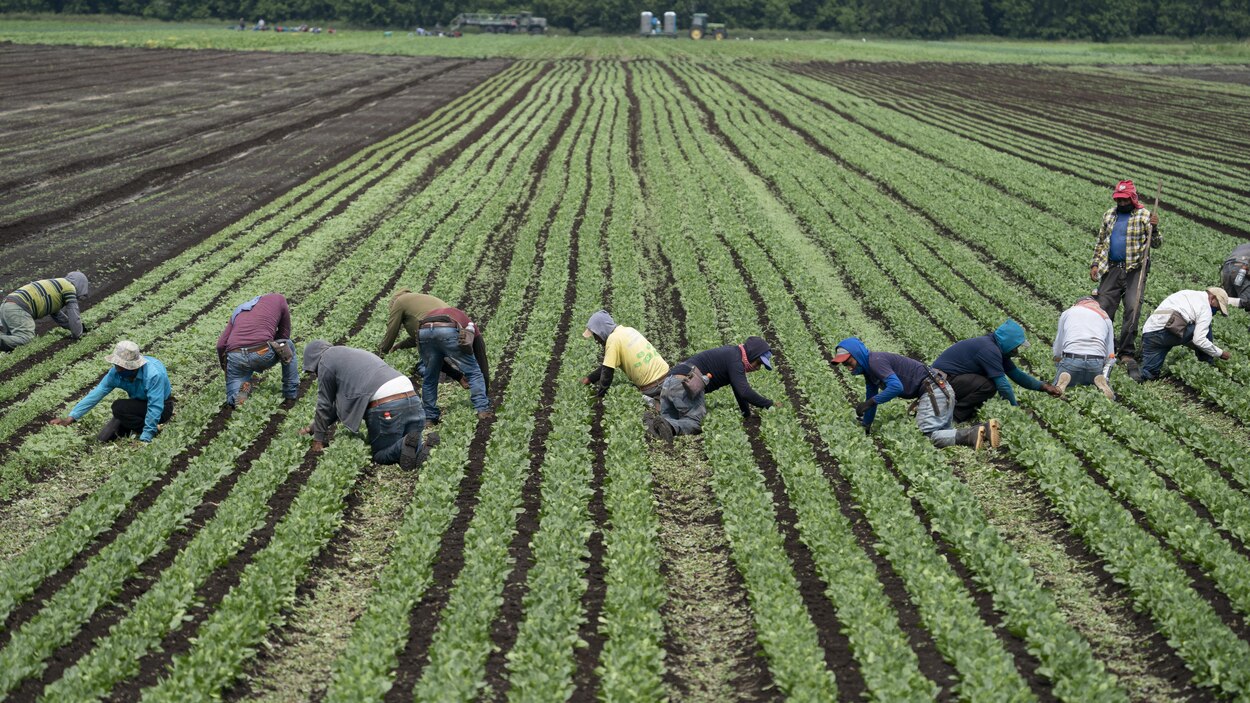 In Canada’s search to attract tech workers, are other migrant workers ...