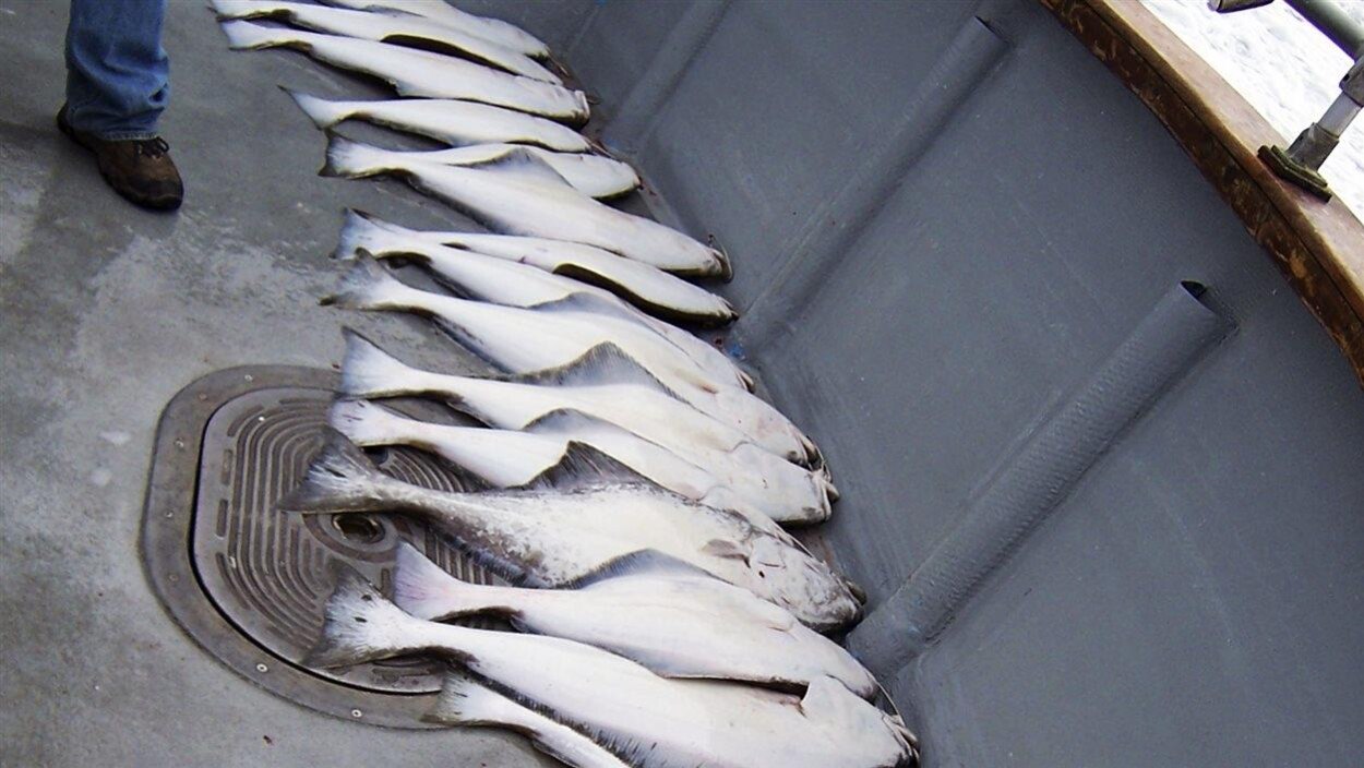 Assurance-emploi : la Poissonnerie Cloridorme plaide coupable | Radio ...