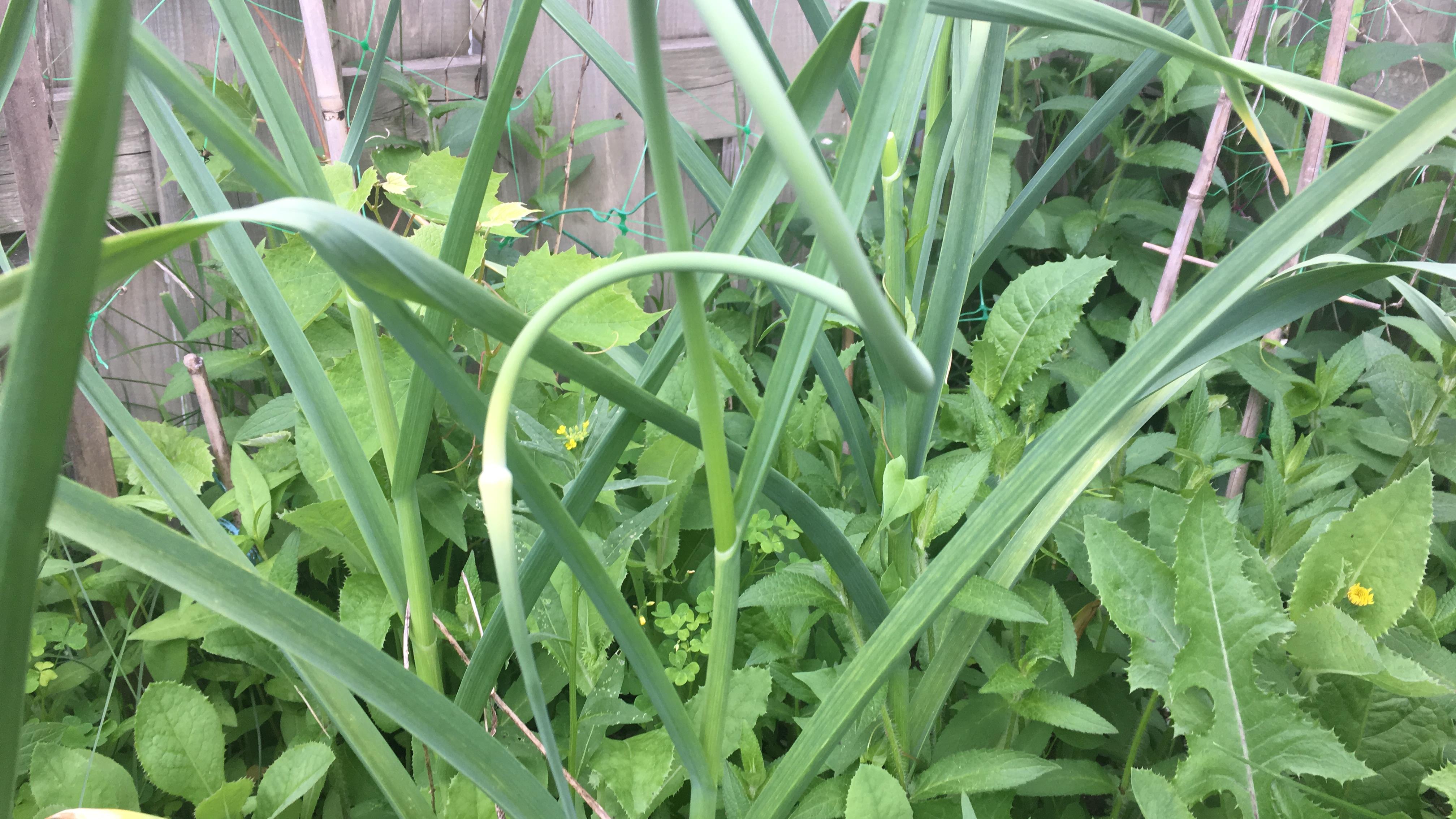 À la découverte de la fleur d’ail dans les champs de la ferme ...