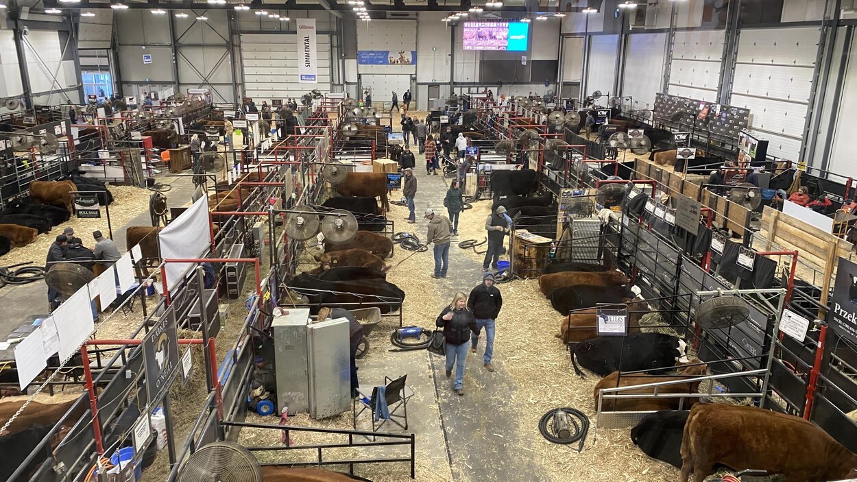 Clôture de la foire agricole Agribition 2022, à Regina | Radio-Canada