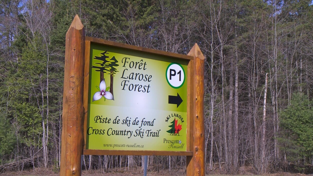 L’abattage sélectif d’arbres malades dans la forêt Larose remis en ...