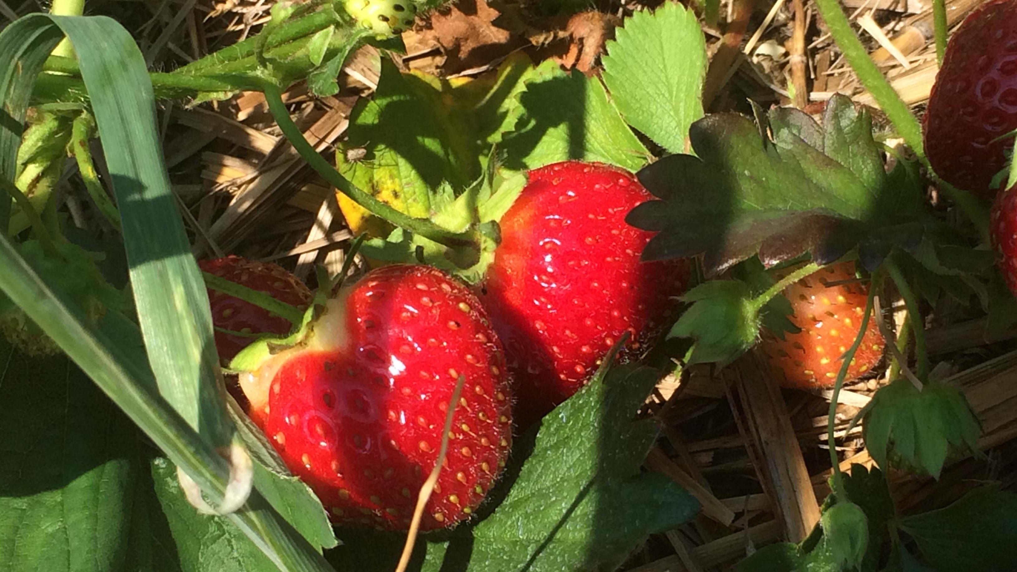 C'est le temps des fraises au Témiscamingue!