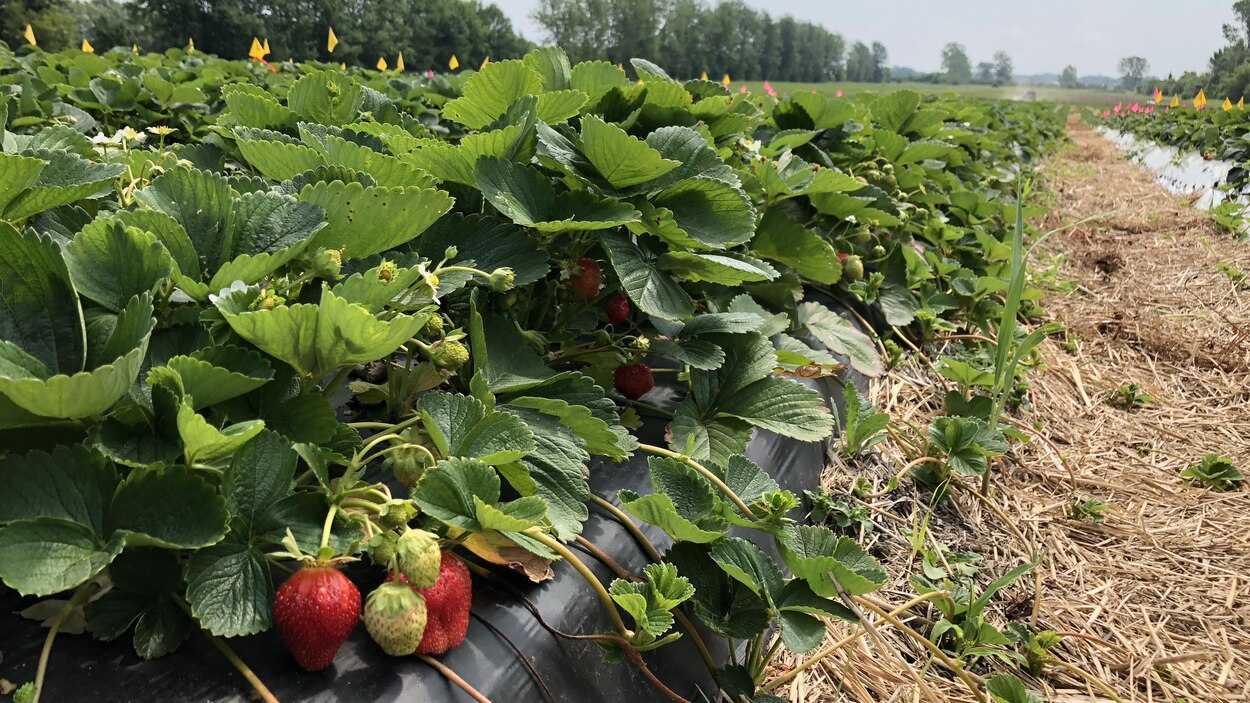 L'été s'annonce exceptionnel pour les producteurs de petits fruits du ...