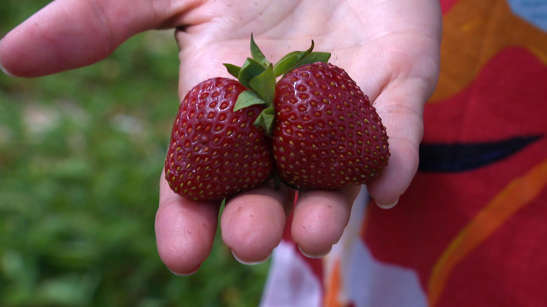 C’est le temps des fraises! | OHdio | Radio-Canada