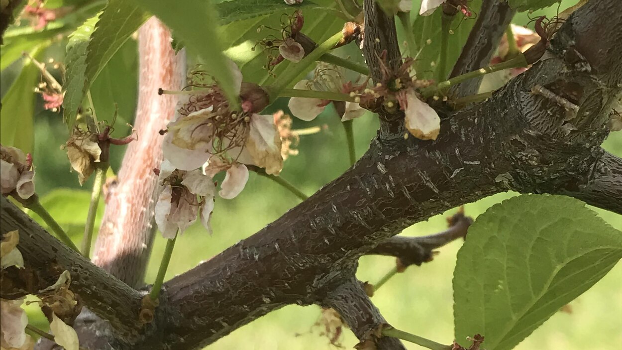 Le froid a fait mal aux producteurs fruitiers du Bas-Saint-Laurent ...