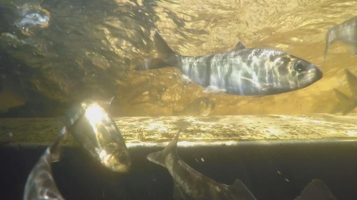 L’intelligence artificielle compte les poissons dans trois barrages de ...