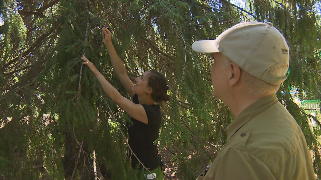 Le géocaching pour voir du pays | Radio-Canada