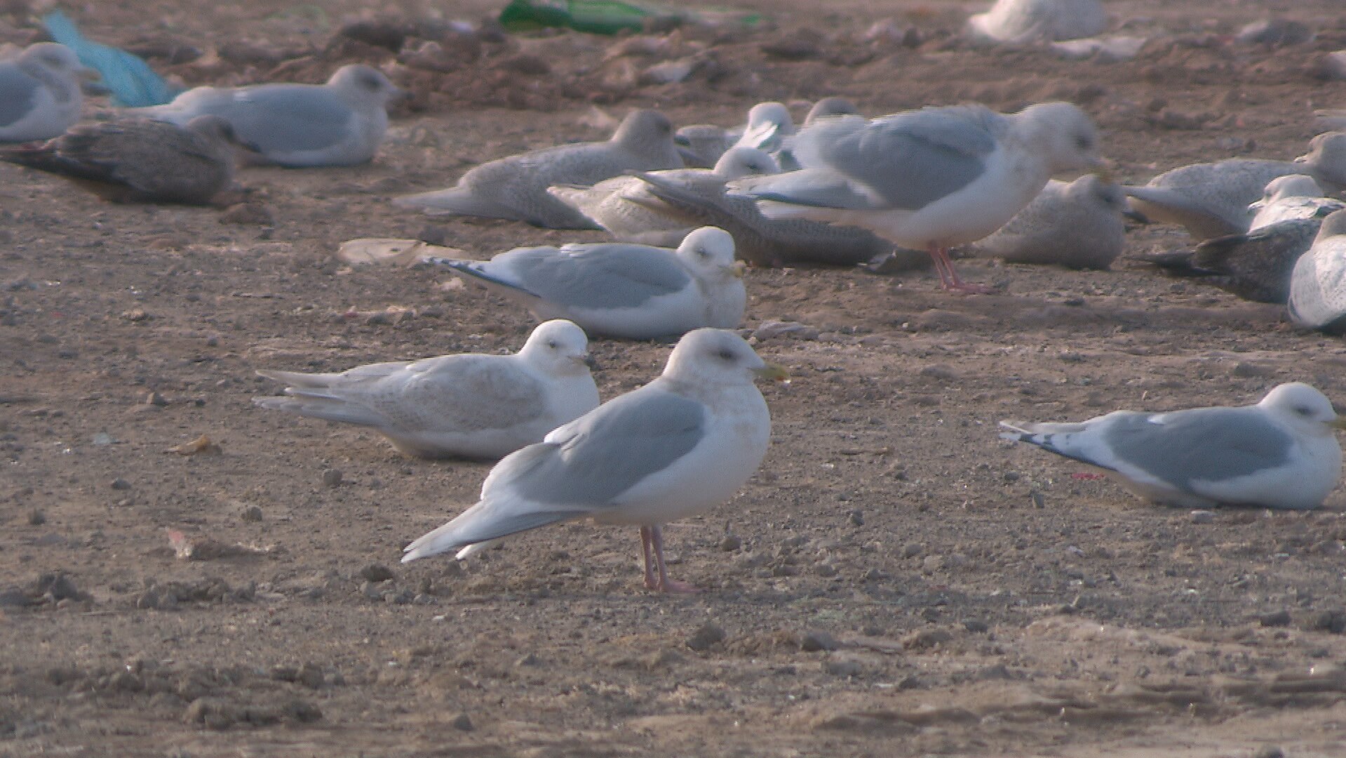 Le goeland une espèce à découvrir