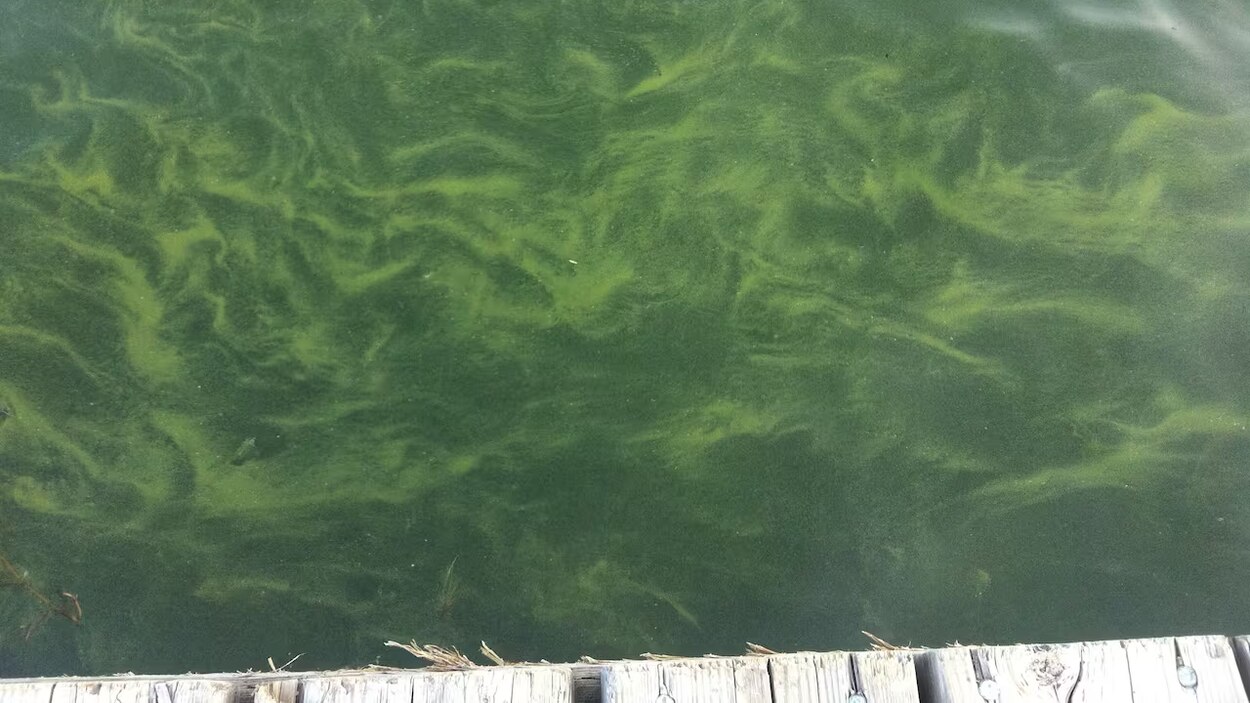 La prolifération prolongée d’algues bleues change l’aspect de l’eau à ...