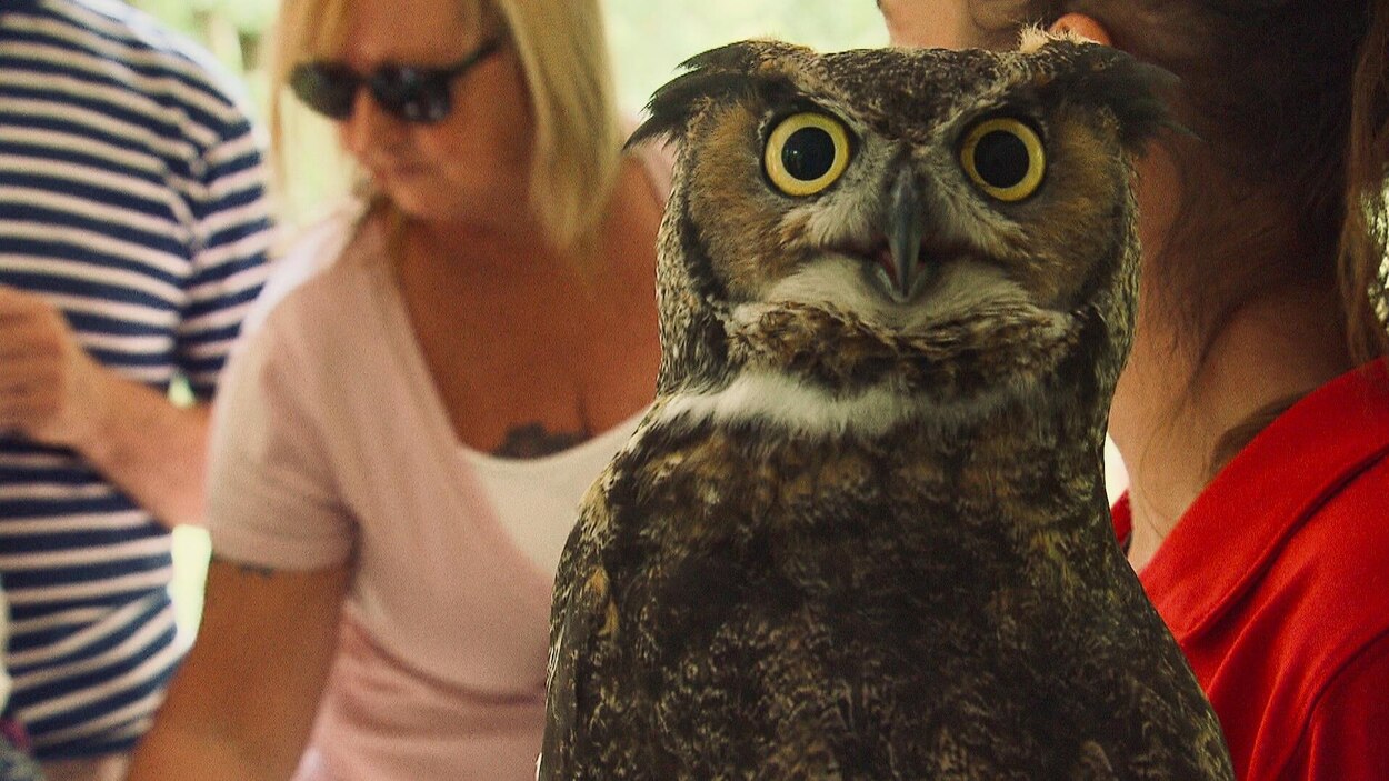 Les oiseaux de proie à l’honneur le temps d’une conférence à Sainte ...