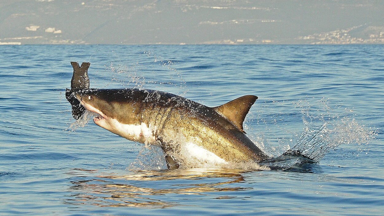 Les grands requins blancs sont dans les Maritimes pour de bon | Radio ...