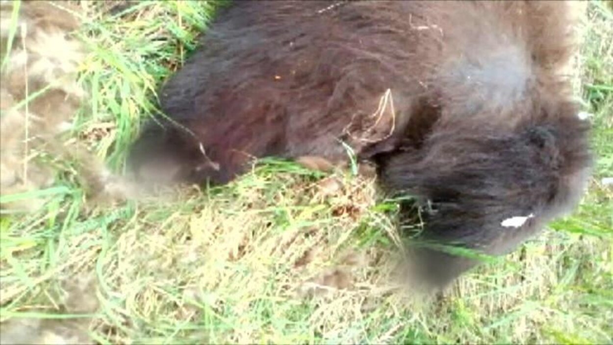 Un grizzly mutilé retrouvé mort au nord de Prince George | Radio-Canada