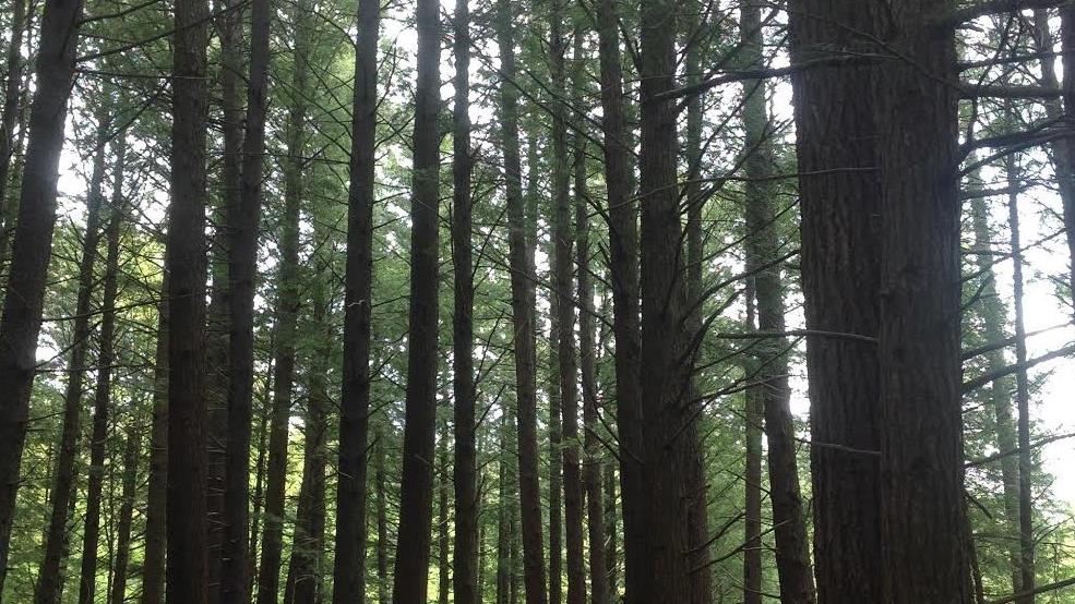 La pruche, conifère important des Acadiens et Autochtones