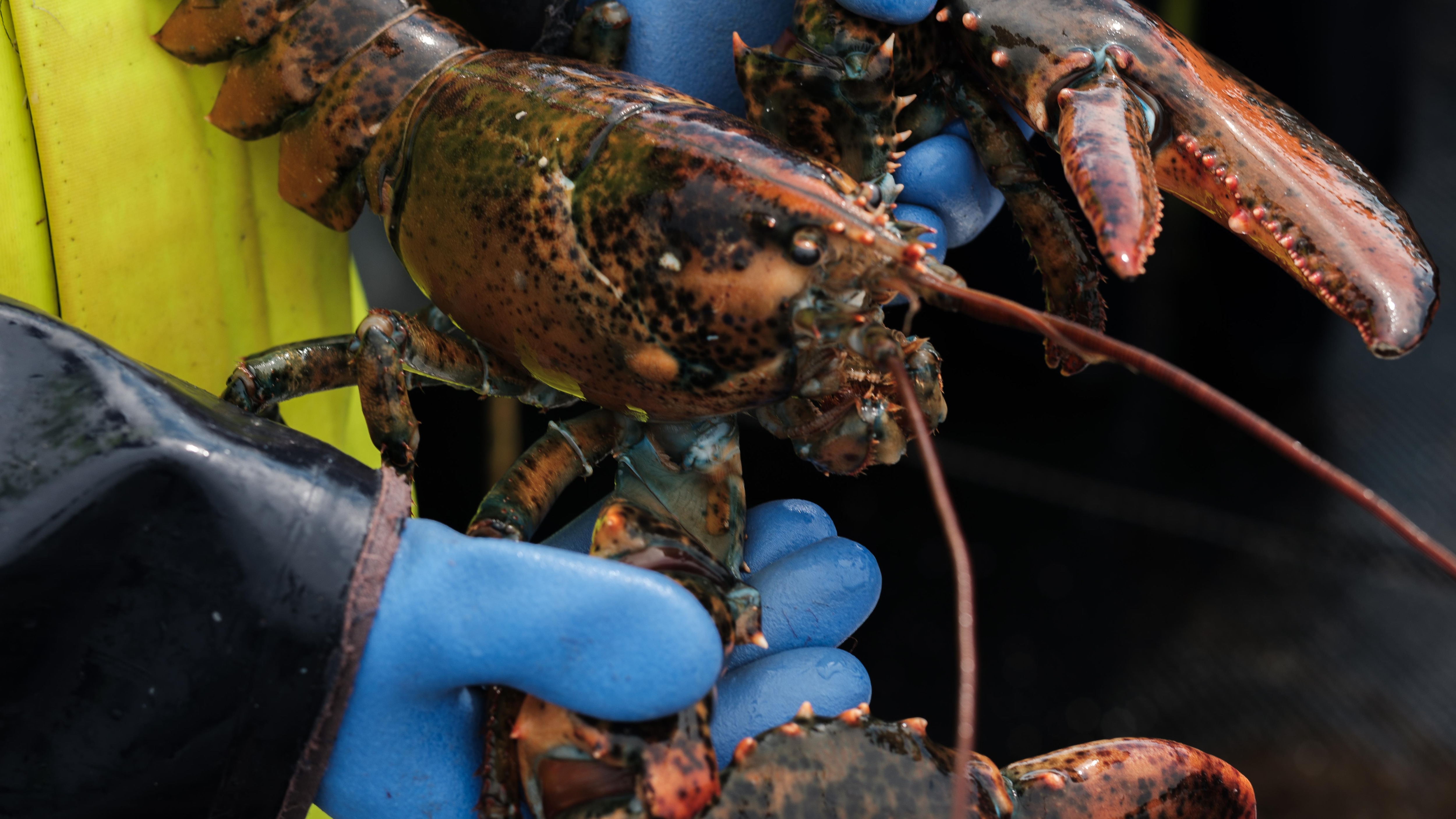 Poursuite de la pêche exploratoire du homard en 2026 | OHdio | Radio-Canada