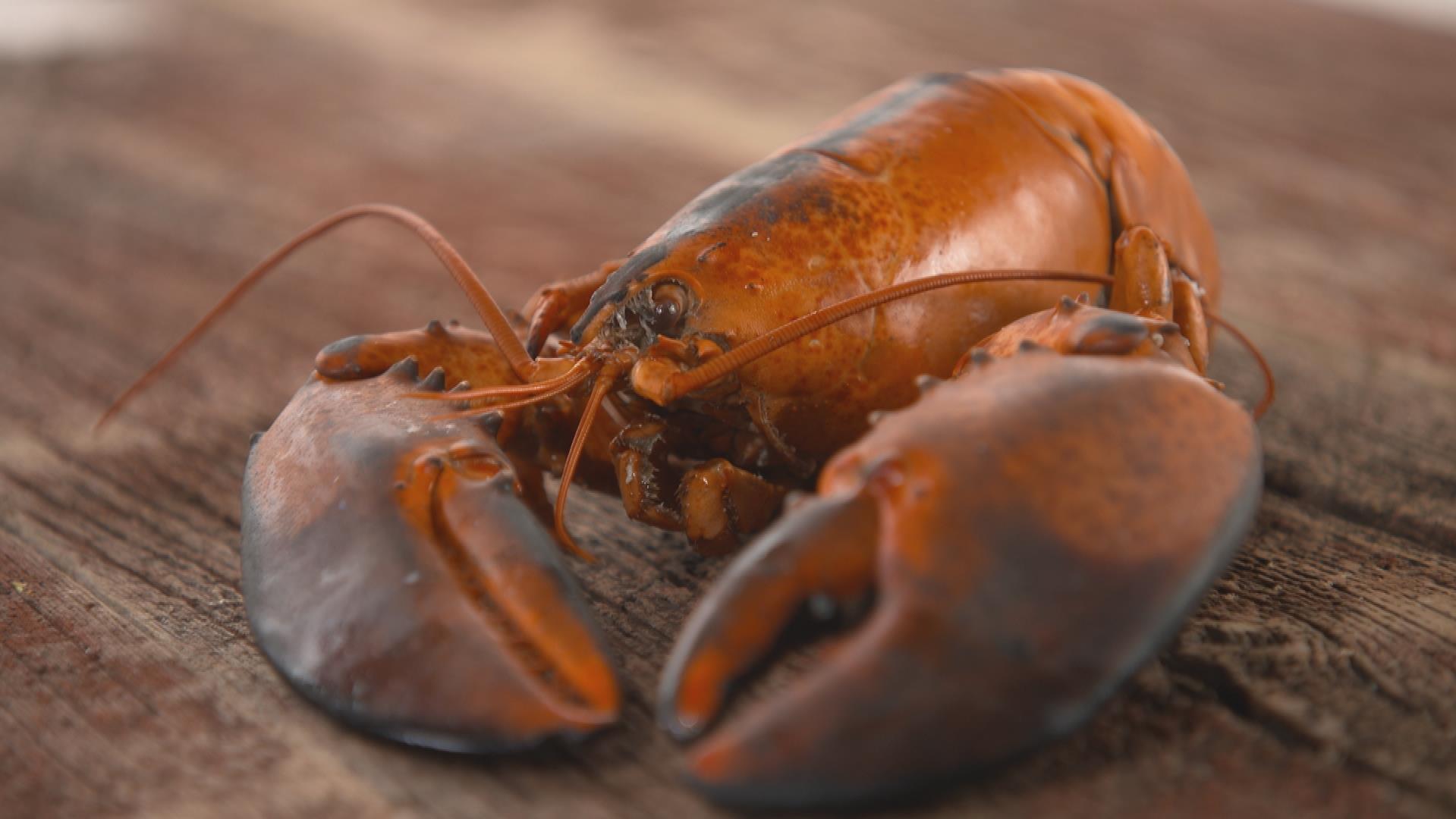 Pour tout savoir sur le homard | OHdio | Radio-Canada