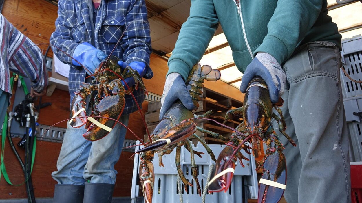 Mort douloureuse pour les homards? | Radio-Canada