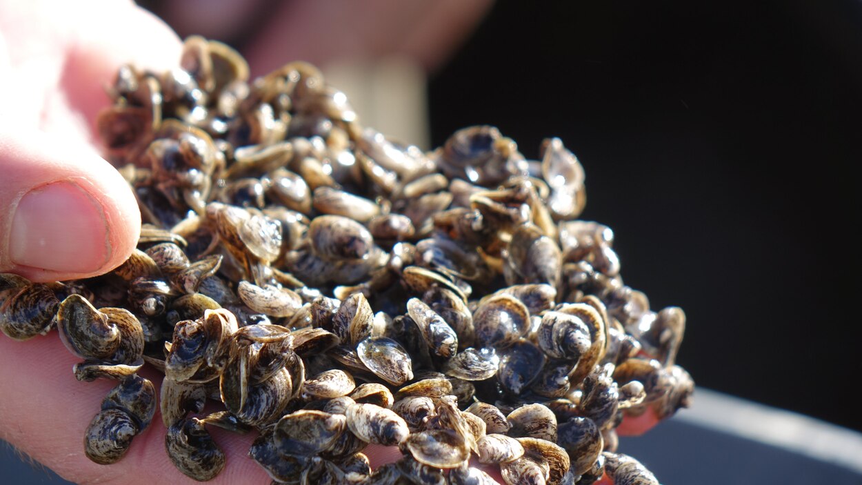 Vers des huîtres plus performantes, grâce au génome | Radio-Canada