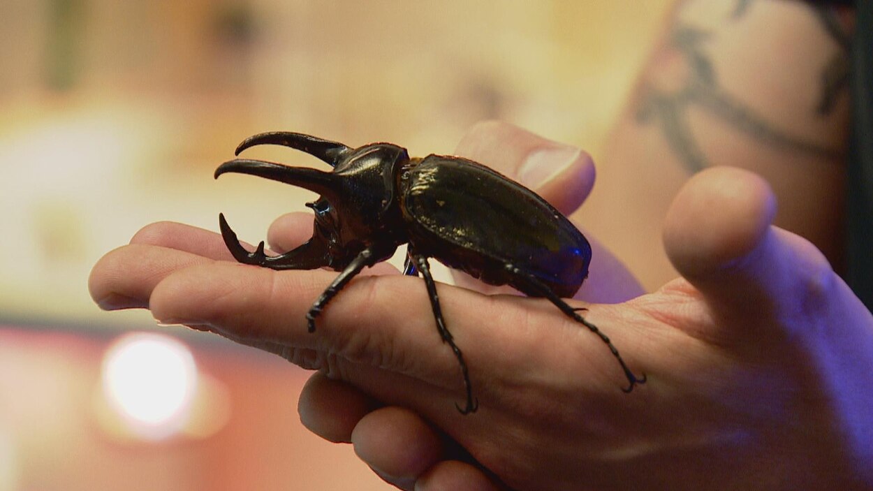 Les insectes d’Edmonton ont leurs nouveaux appartements au Musée royal ...