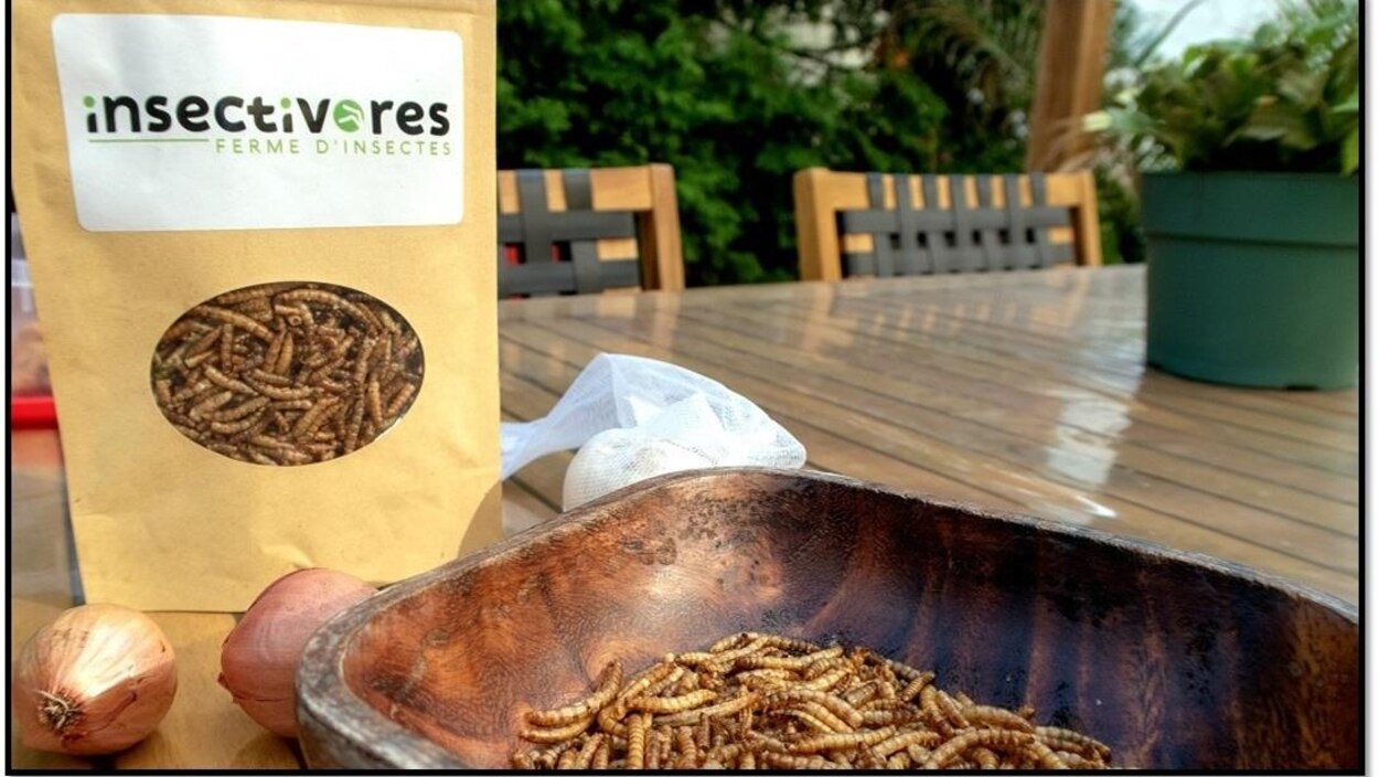 Insectivores : le défi de faire manger des insectes aux Québécois ...