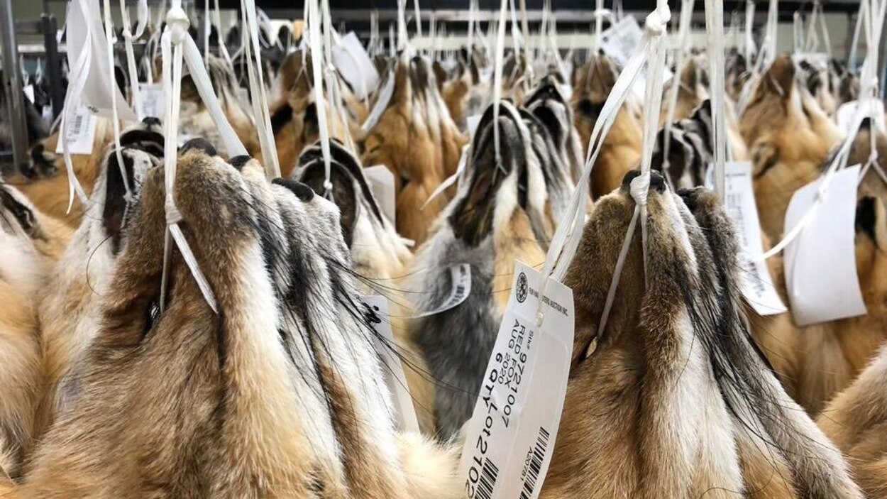 Un organisme plaide pour l’interdiction des fermes à fourrure au Canada ...