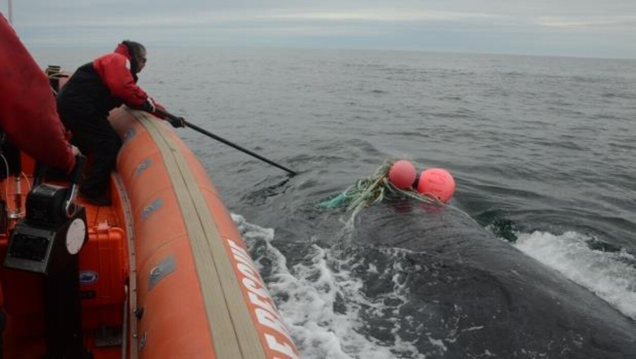 Travail sécuritaire NB abandonne son enquête sur la mort de Joe Howlett ...