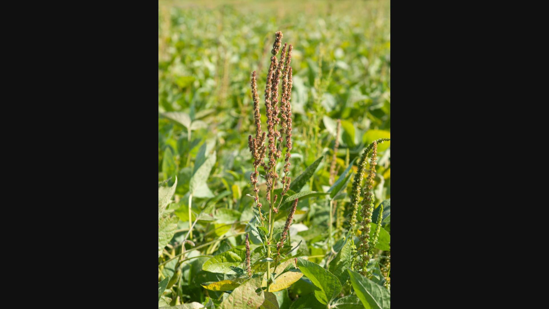 L'amarante tuberculée, une nouvelle mauvaise herbe redoutable | OHdio ...