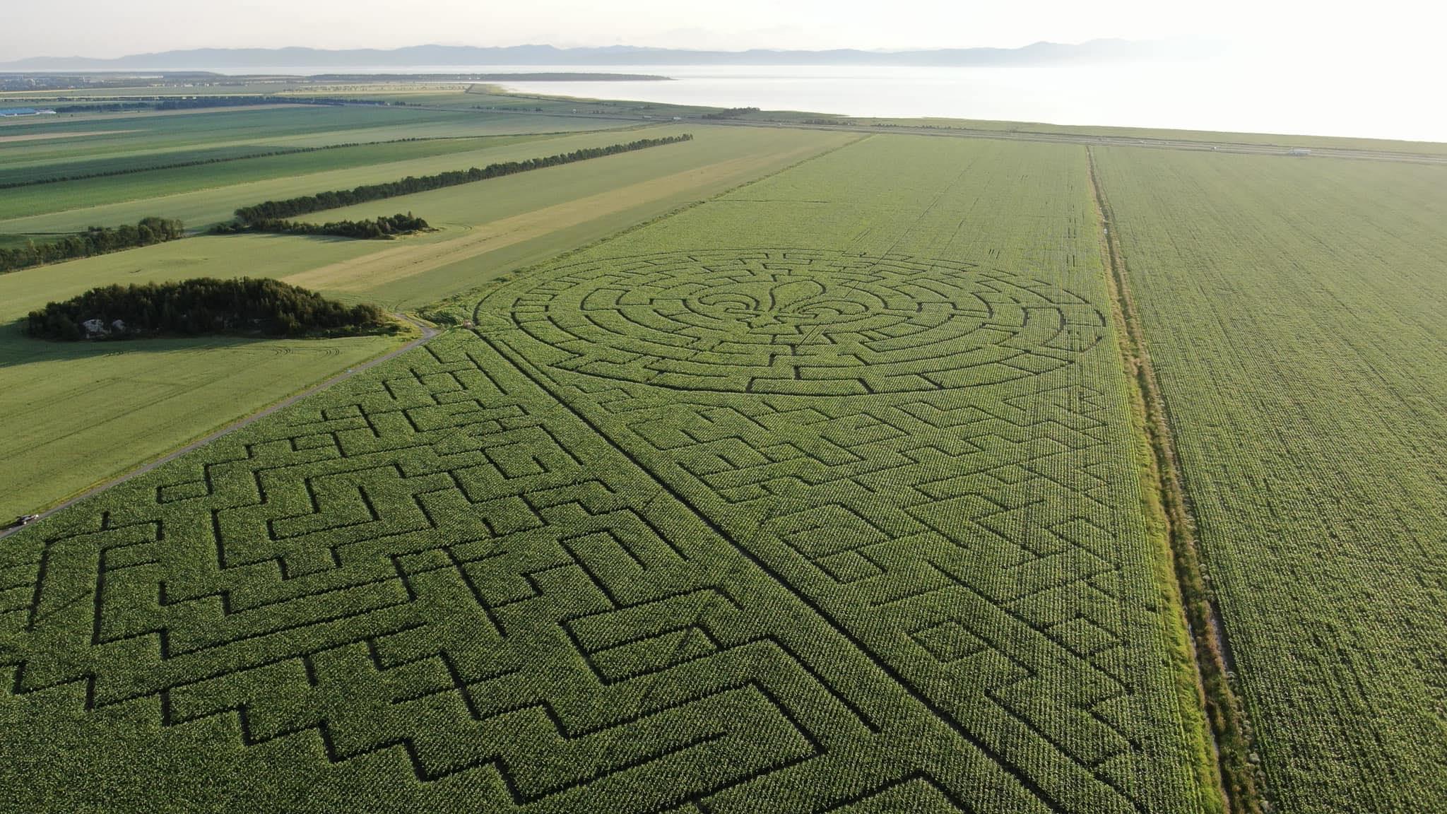 Le Grand labyrinthe Kamouraska vise un nouveau record | OHdio | Radio ...