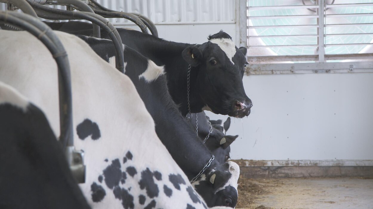 La leucose bovine, un cancer qui ronge les troupeaux laitiers | Radio ...