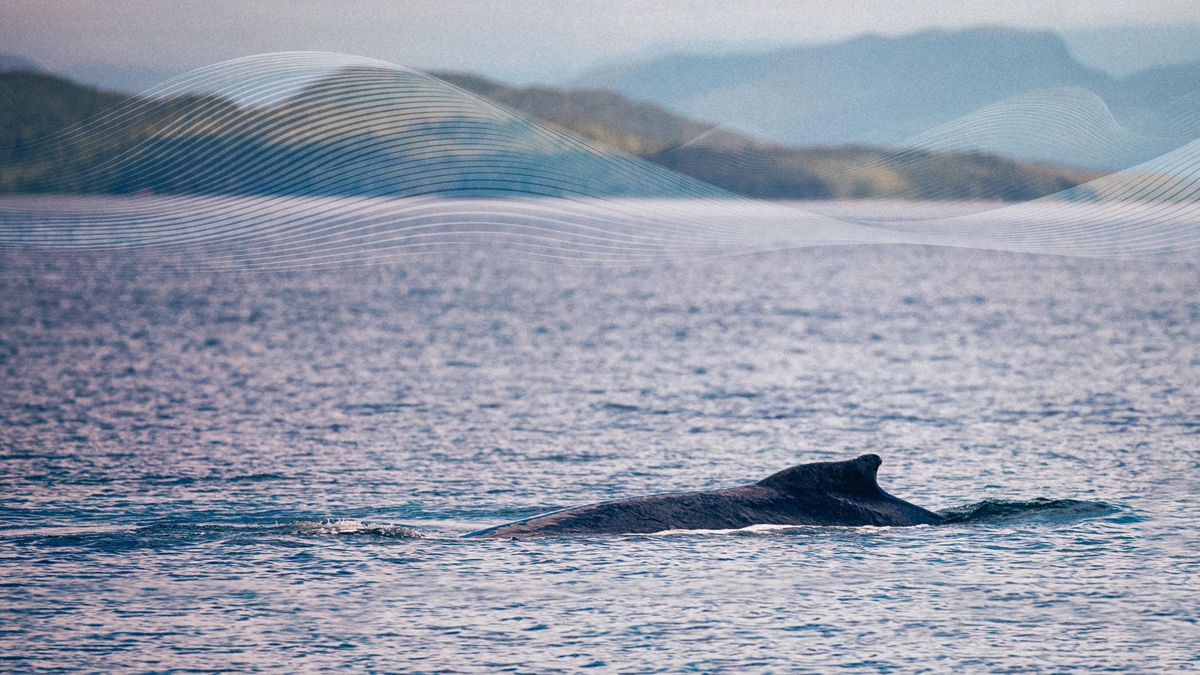 L’opéra des baleines | Radio-Canada.ca