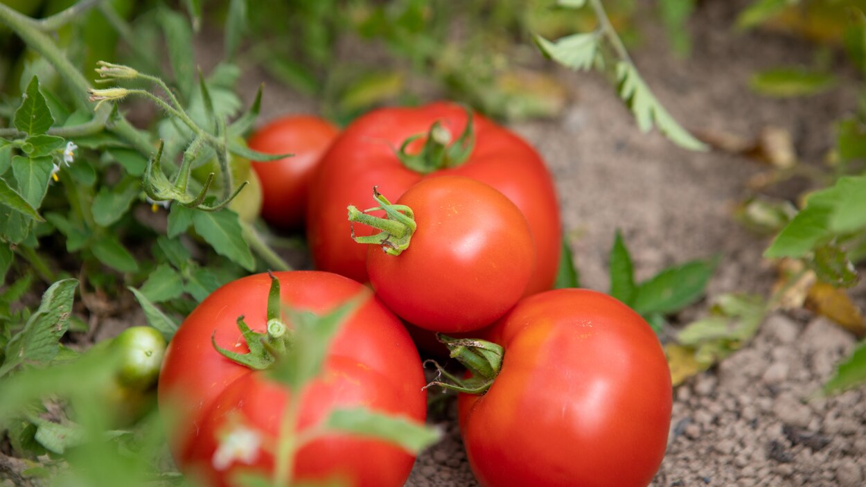 Vos fruits manquent de saveur? | Brève | Radio-Canada