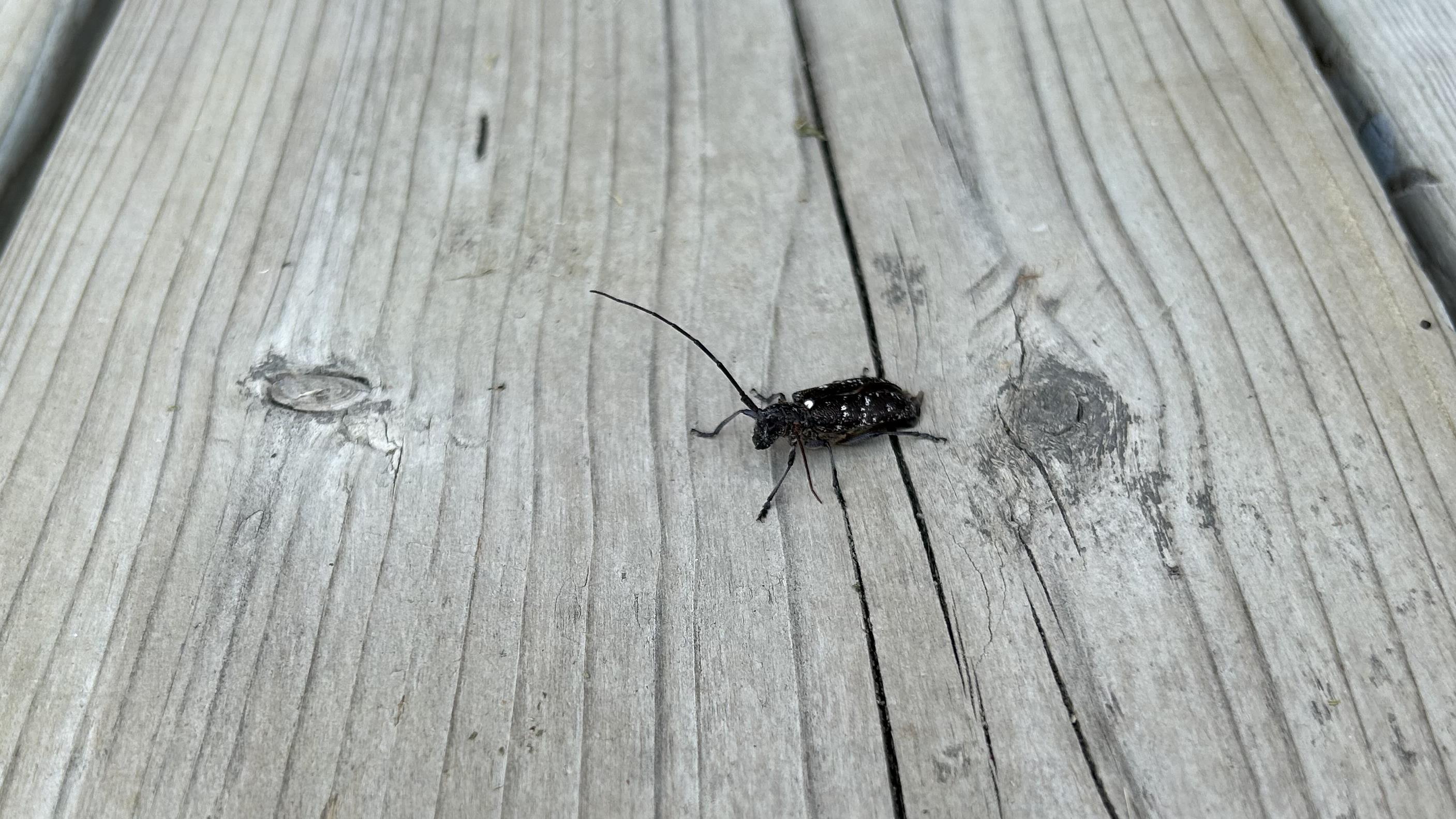 Après les chenilles et les mouches, la forte présence des barbeaux ...