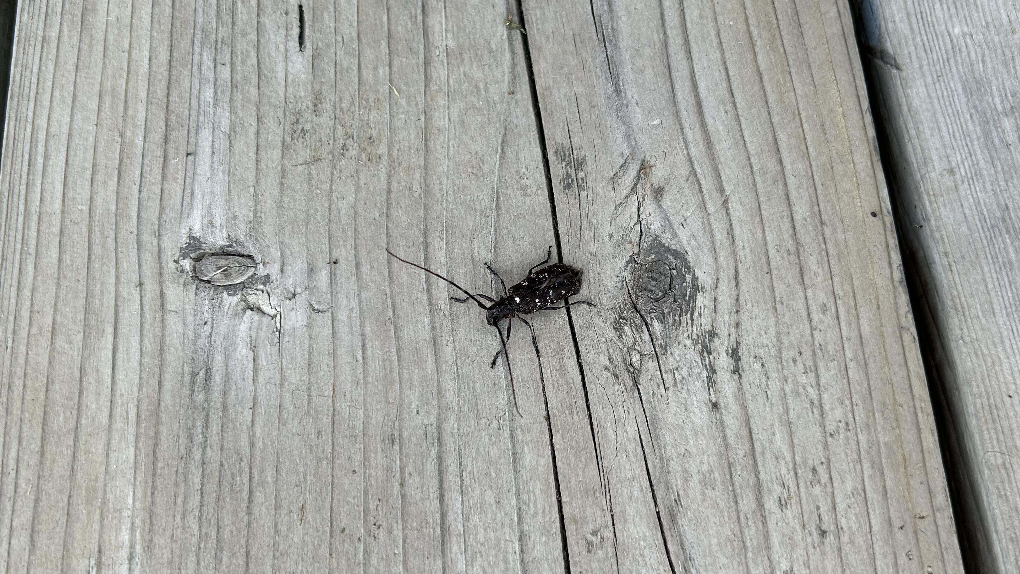 La fumée des feux de forêt peut avoir des conséquences négatives pour ...