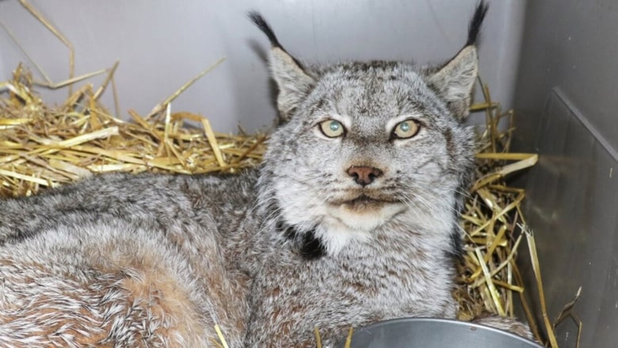 Le lynx roux chasse progressivement le lynx du Canada du sud du N.-B ...