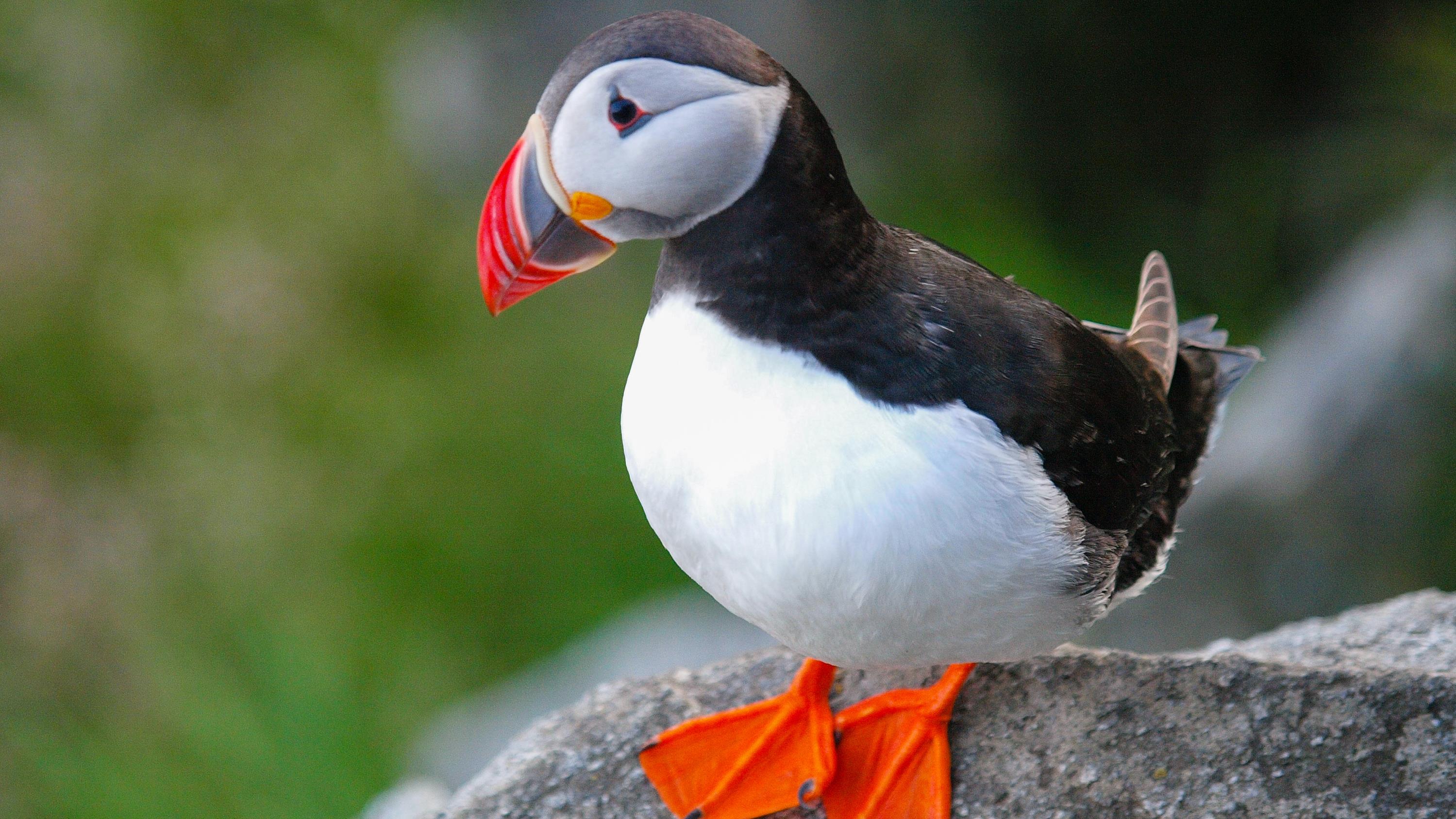 À la découverte du macareux moine! | OHdio | Radio-Canada