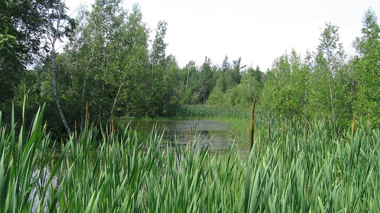 L’agglomération de Québec souhaite préserver 98 % de ses milieux ...