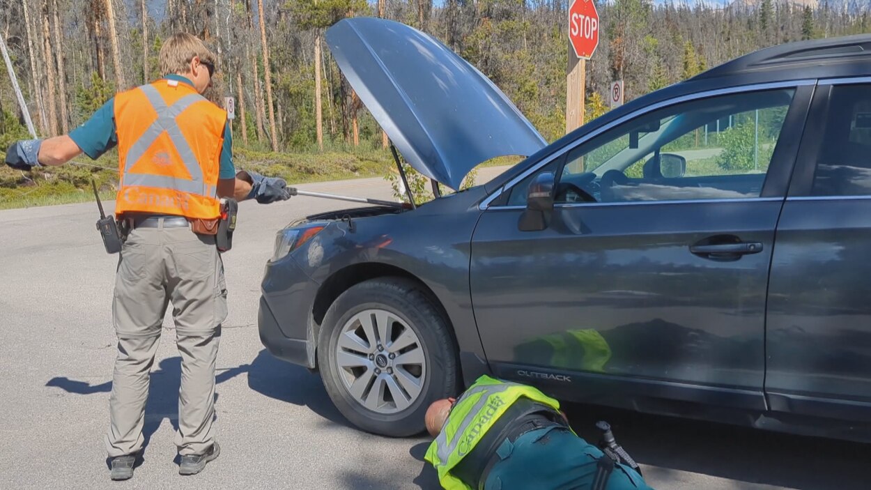 Une marmotte, cachée sous le capot d'une voiture, est difficile à ...