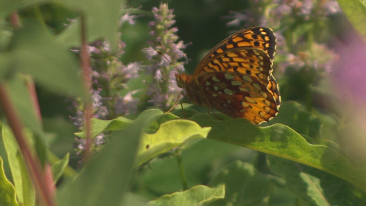 Winnipeg fête le papillon monarque | Radio-Canada