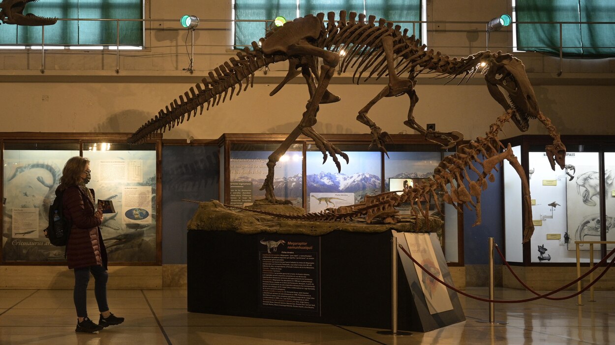 Chili : découverte de quatre types de dinosaures, dont un Megaraptor ...