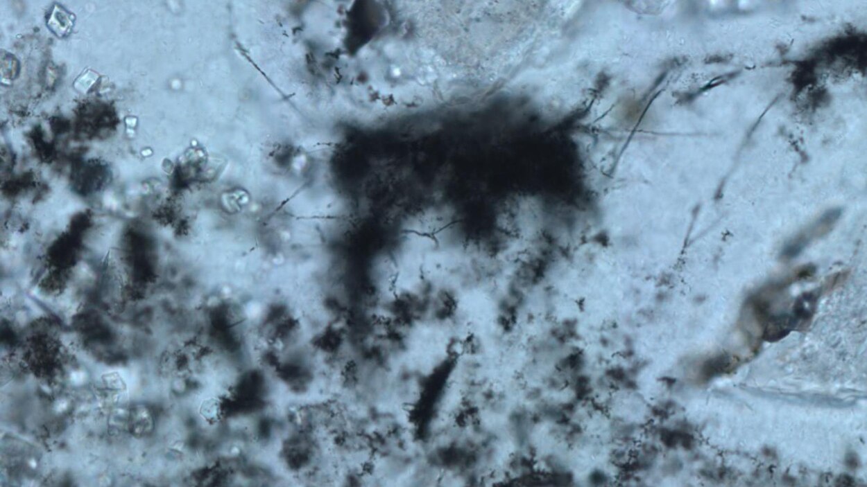 Des microfossiles vieux de 3,4 milliards d'années ont été découverts ...