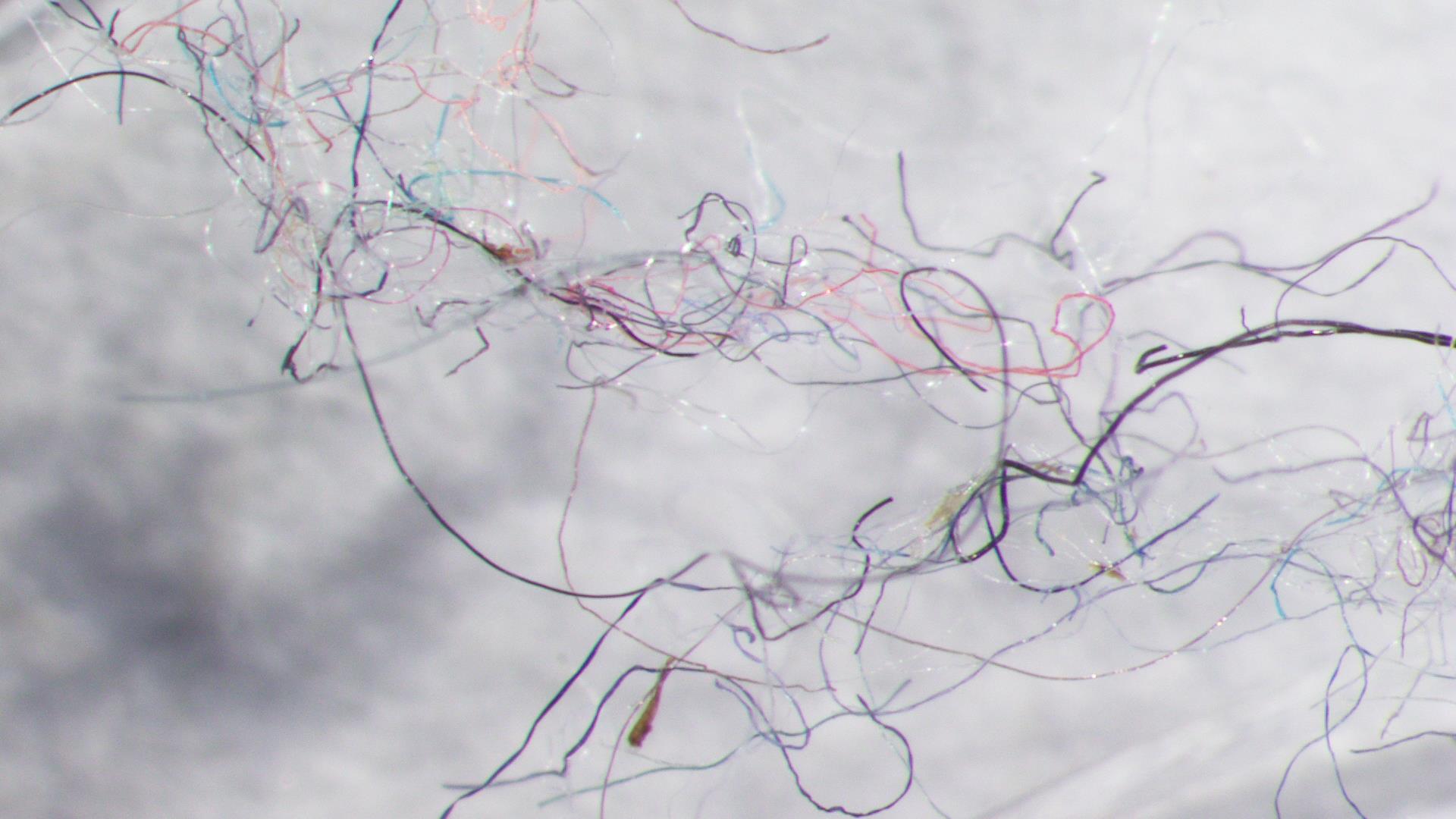 L'impact des microfibres dans nos cours d'eau avec Lyne Morissette ...